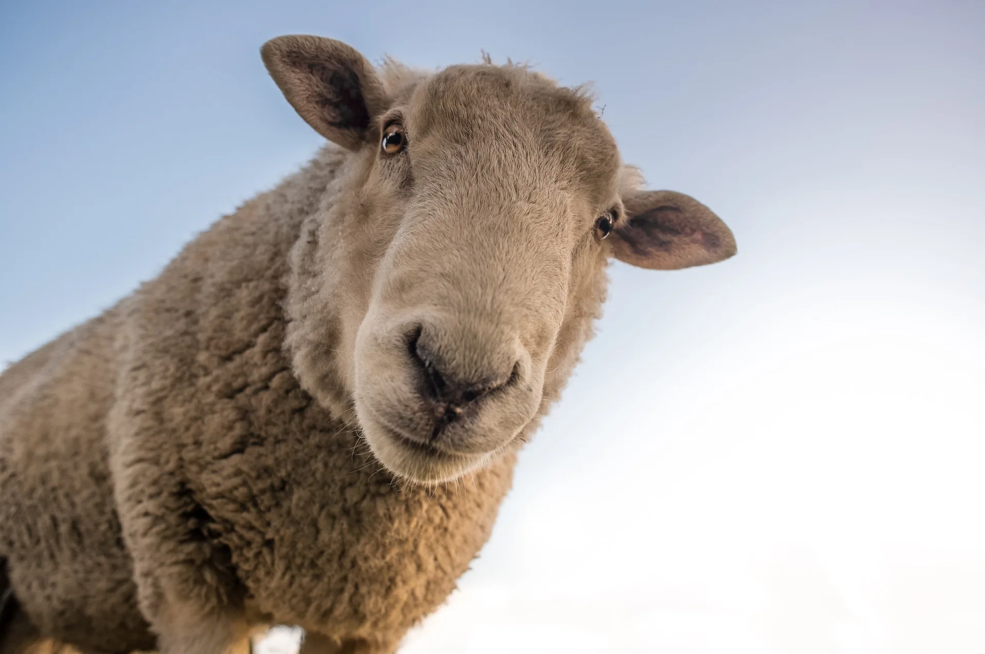 British scientists are studying sheep farts to create climate-neutral ...